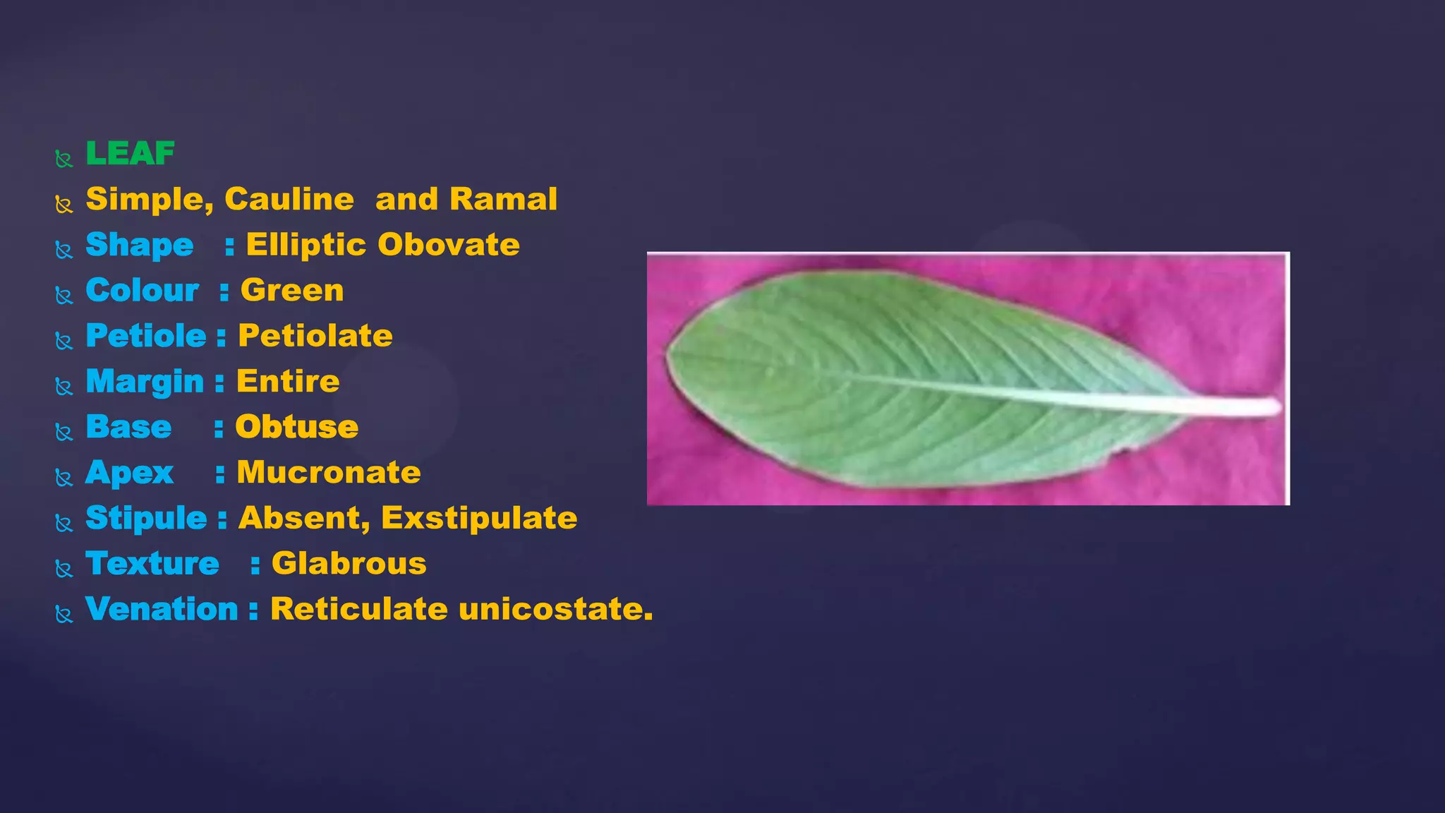 slide share// sumia fatema//Fami. catharanthus roseus | PDF