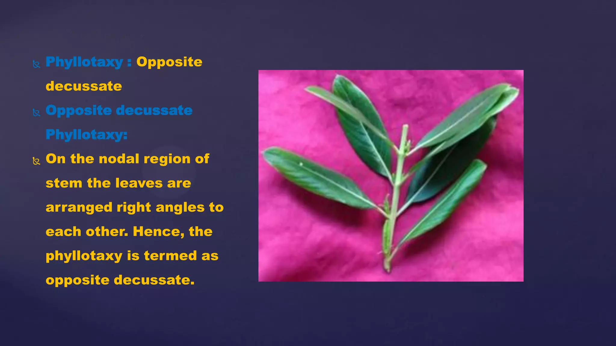 slide share// sumia fatema//Fami. catharanthus roseus | PDF