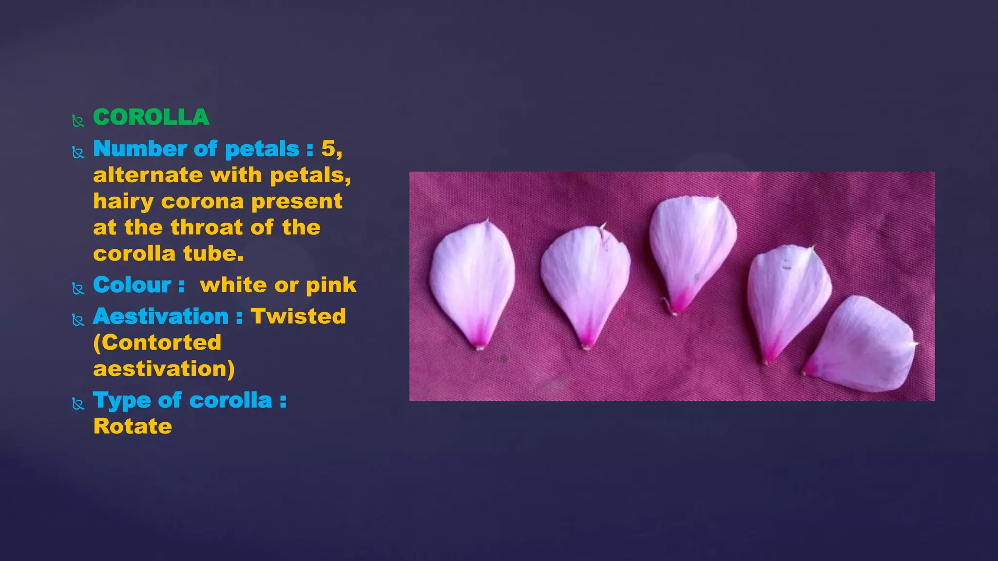 slide share// sumia fatema//Fami. catharanthus roseus | PDF