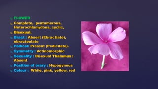 slide share// sumia fatema//Fami. catharanthus roseus | PDF
