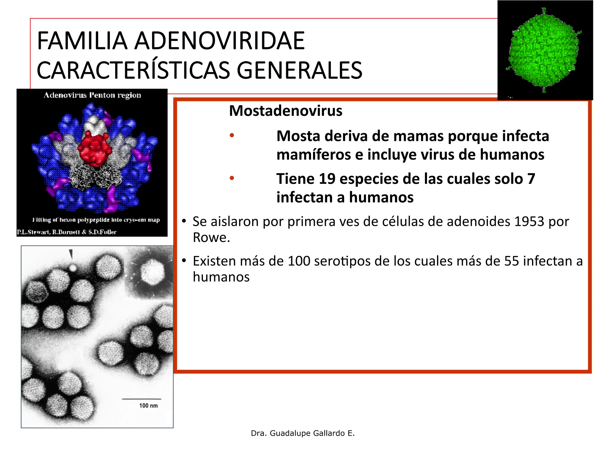 FAMILIA ADENOVIRIDAE virologia virus.pdf