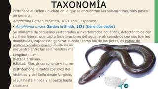 Familia amphiumidae gray, 1825 | PPTX