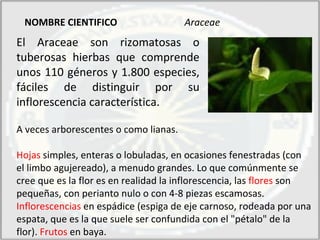 Familia araceae | PPT