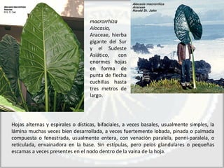 Familia araceae | PPT