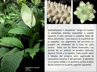 Familia araceae | PPT