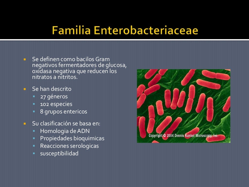 Familia enterobacteriaceae