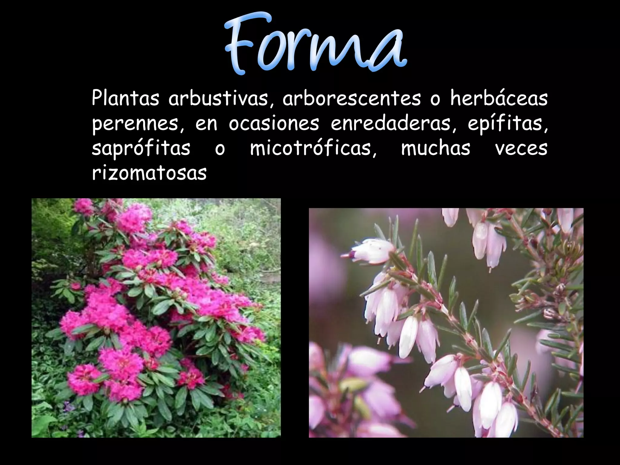 Familia ericaceae | PDF
