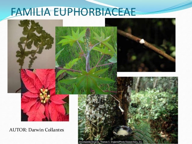 Euphorbiaceae Family Characteristics