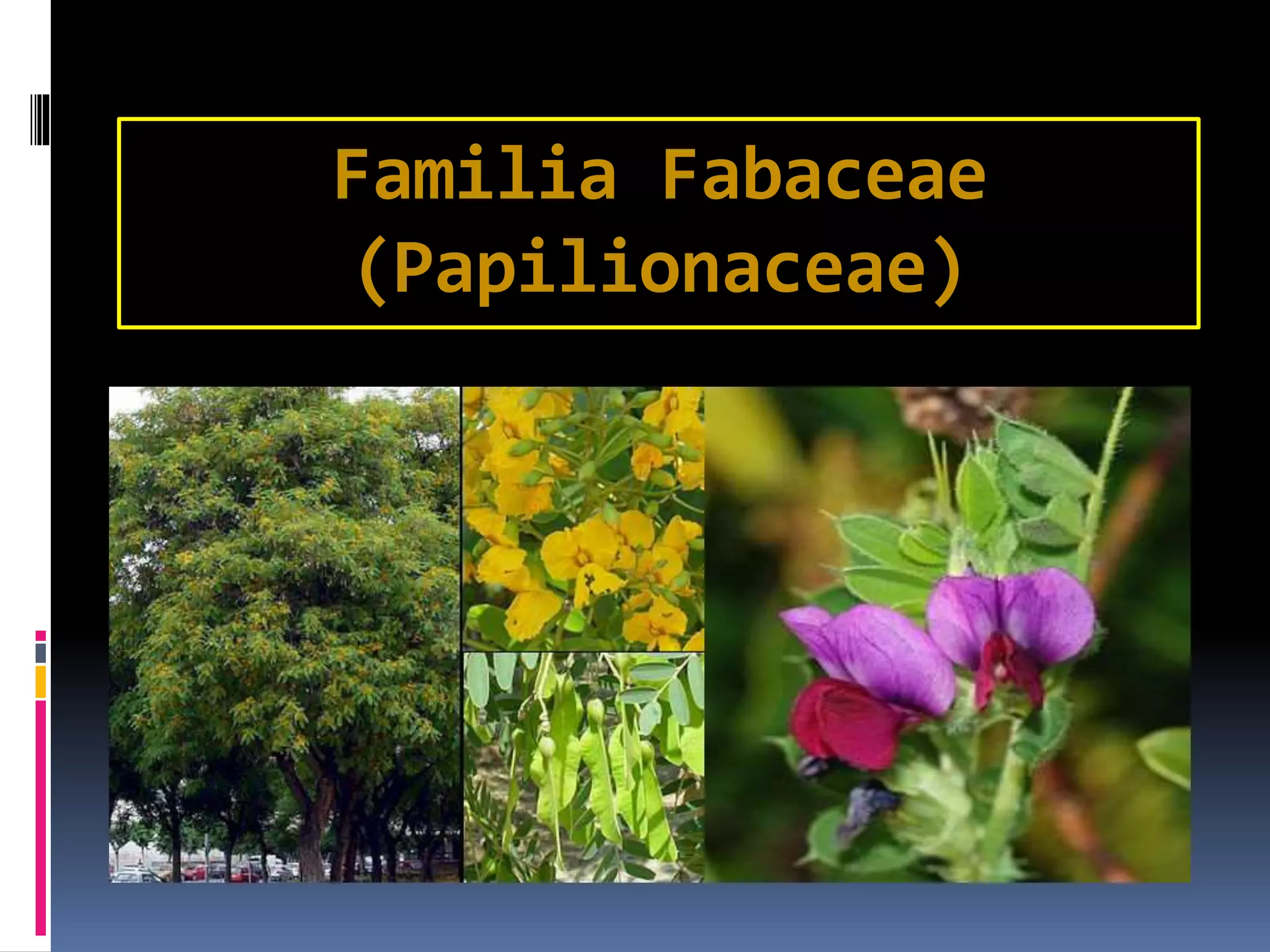 Familia fabaceae (papilionaceae) | PPTX