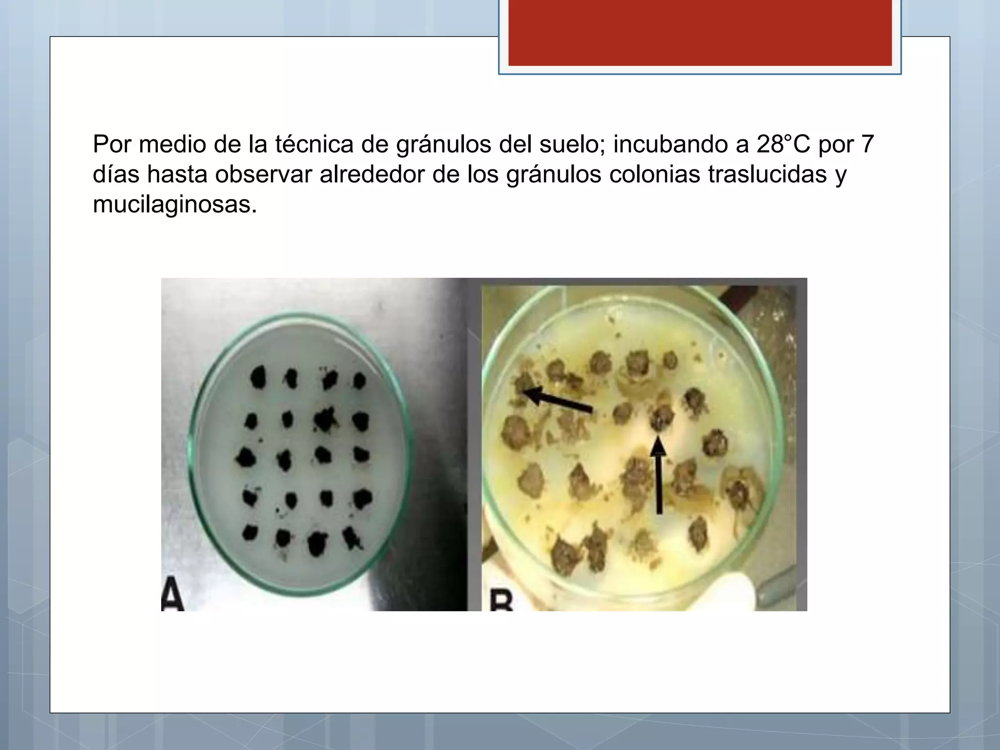Familia Pseudomonadaceae - Genero Pseudomonas y Genero Azotobacter | PPT