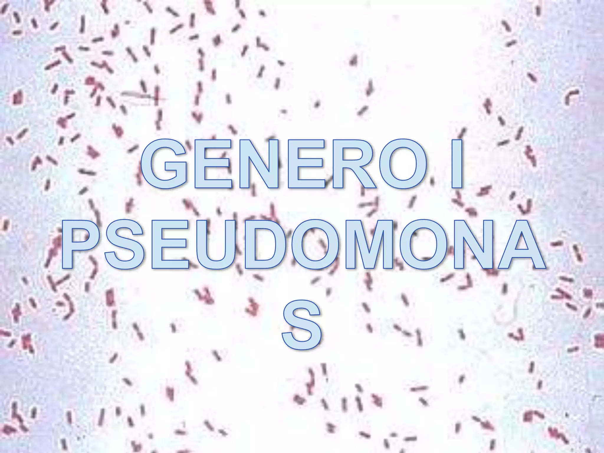 Familia Pseudomonadaceae - Genero Pseudomonas y Genero Azotobacter | PPT