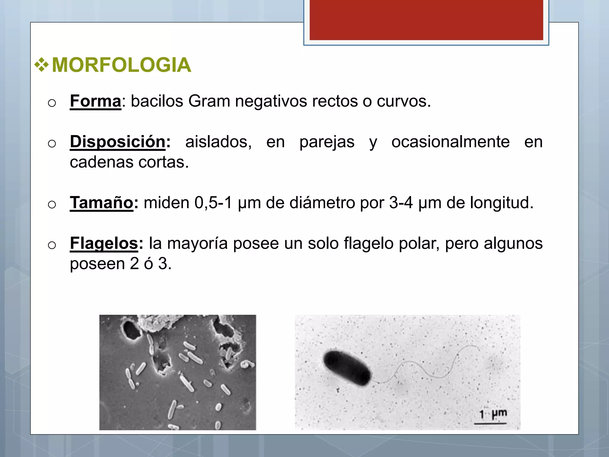 Familia Pseudomonadaceae - Genero Pseudomonas y Genero Azotobacter | PPT