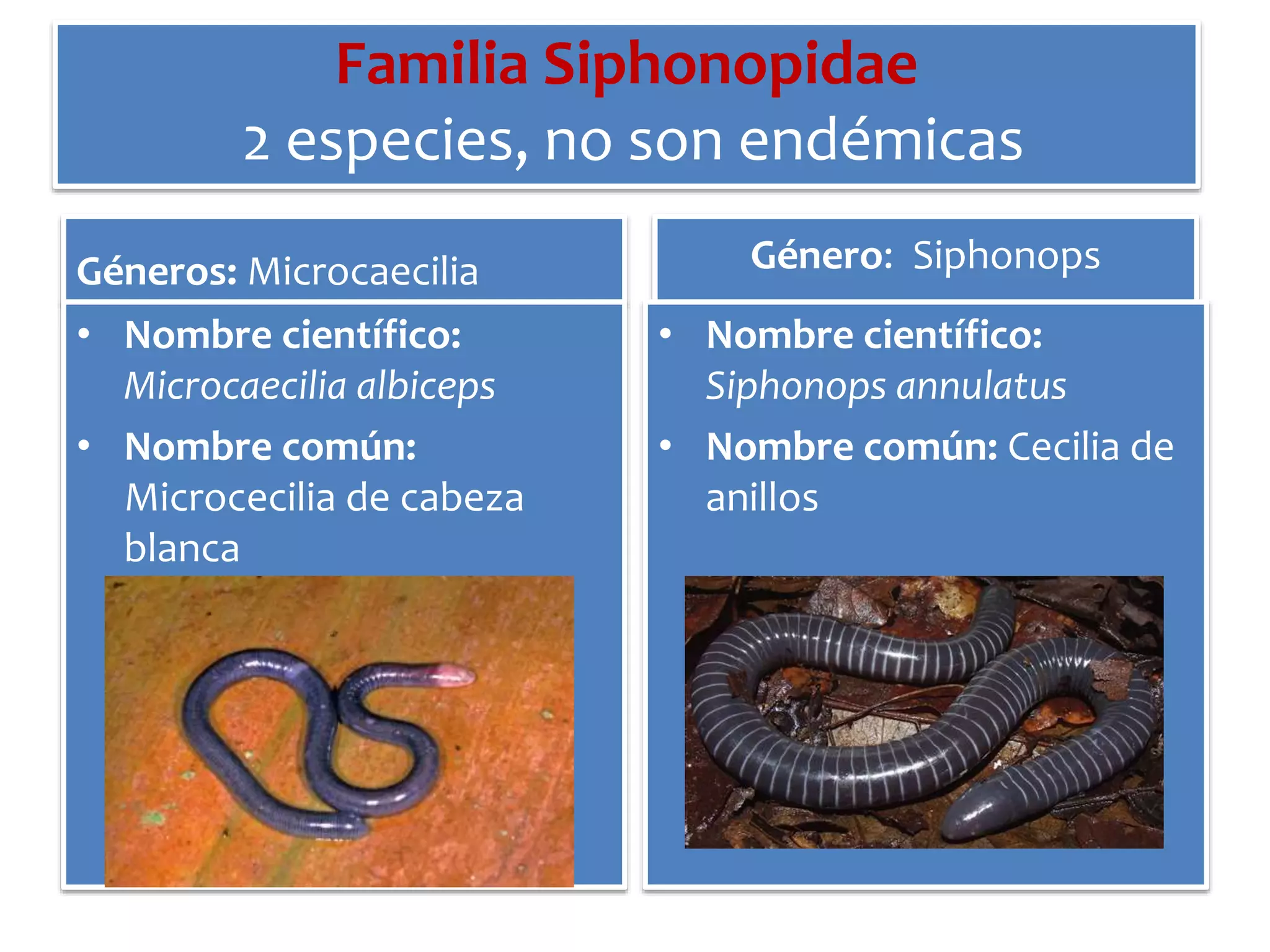 Familias de cecilias | PPTX
