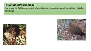 Familias galliformes | PPTX