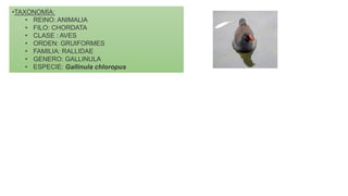 Familias galliformes | PPTX