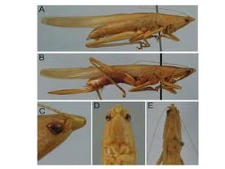 Comprehensive Overview of Orthoptera: Taxonomy, Characteristics, and ...
