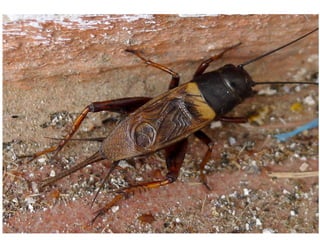 Comprehensive Overview of Orthoptera: Taxonomy, Characteristics, and ...