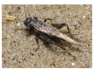 Comprehensive Overview of Orthoptera: Taxonomy, Characteristics, and ...