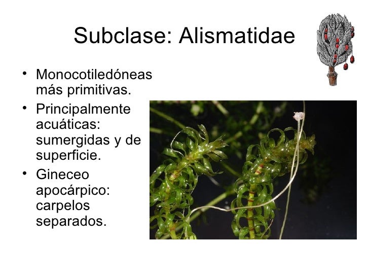 Alismatidae - Alchetron, The Free Social Encyclopedia
