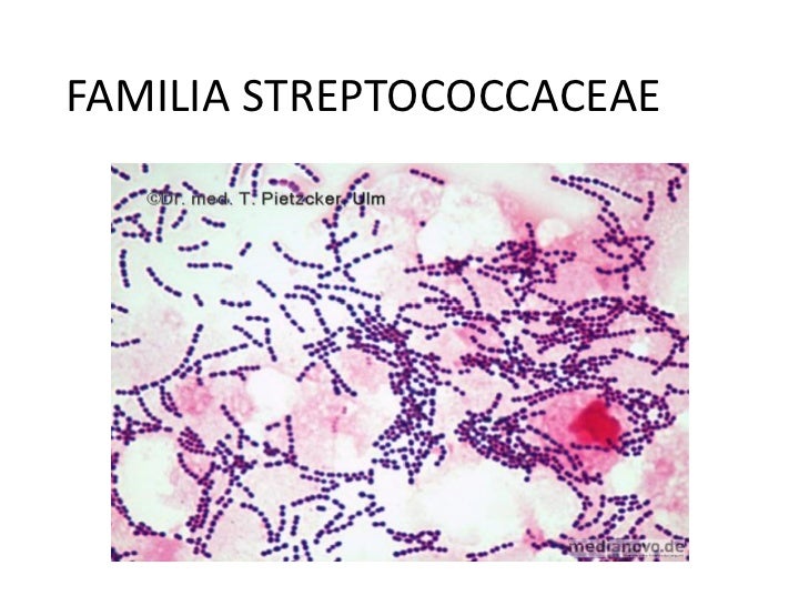 Streptococcaceae - Alchetron, The Free Social Encyclopedia