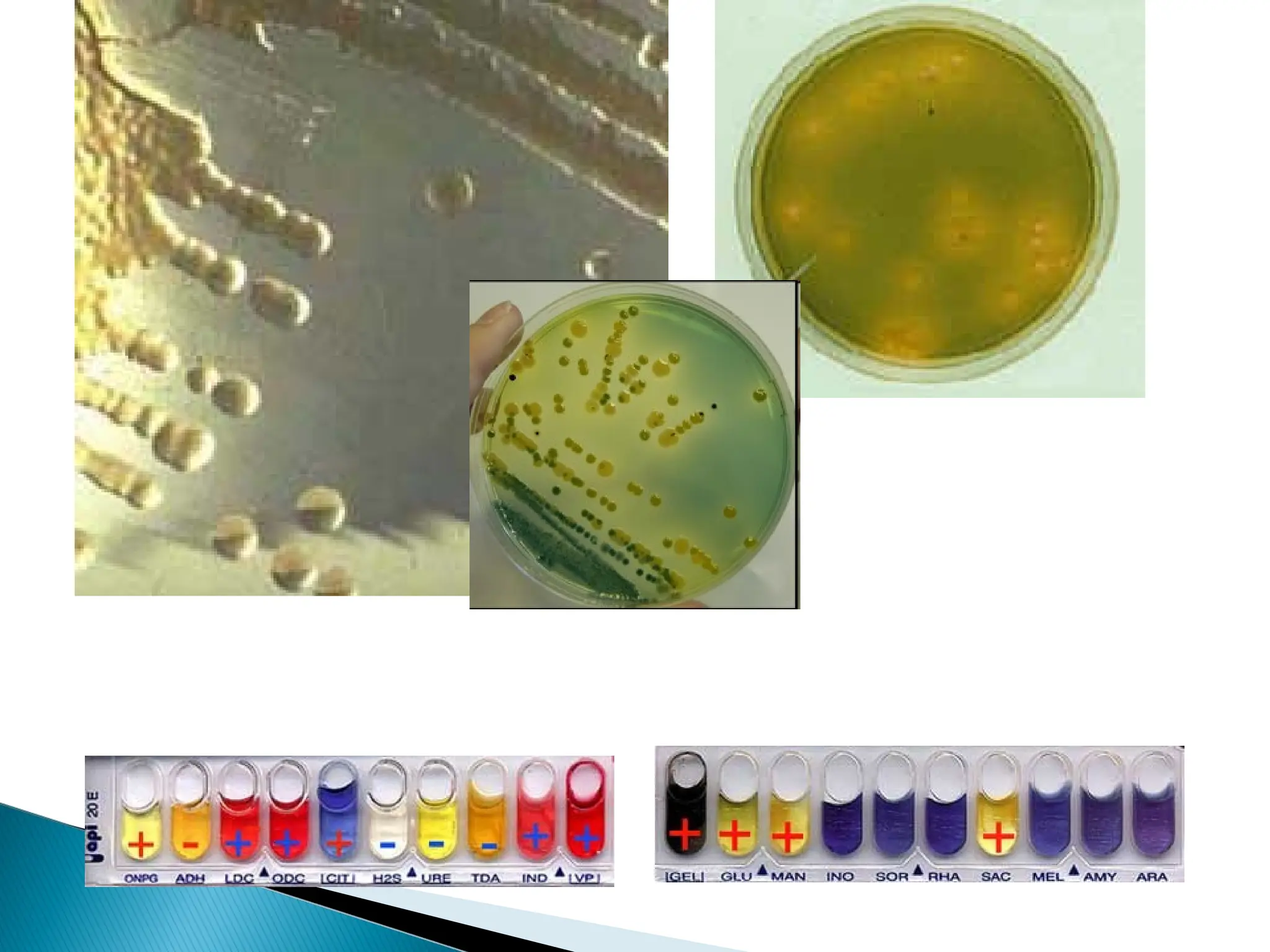 FAMILIA_ggggjrjnrvwodVIBRIONACEAE_(nrndb1)-95735.ppt