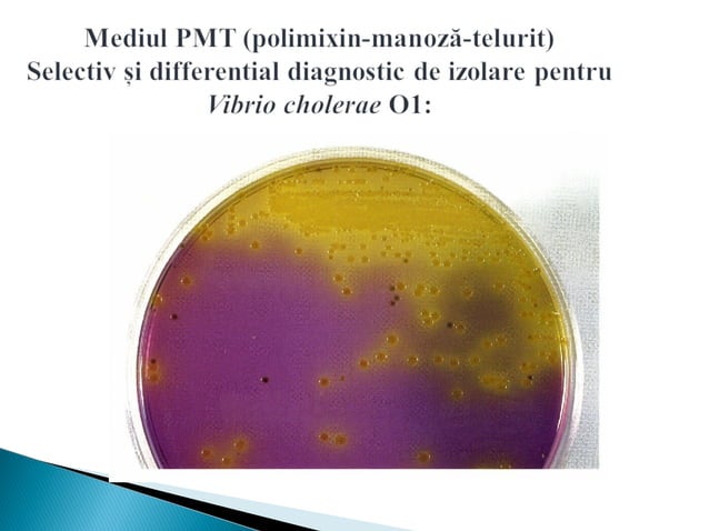FAMILIA_ggggjrjnrvwodVIBRIONACEAE_(nrndb1)-95735.ppt