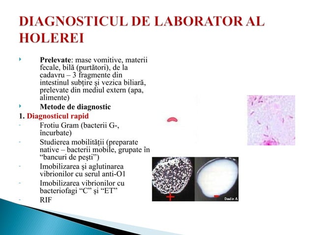 FAMILIA_ggggjrjnrvwodVIBRIONACEAE_(nrndb1)-95735.ppt
