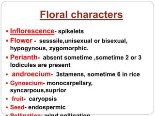 Families Poaceae and amaranthaceae.pptx