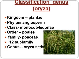 Families Poaceae and amaranthaceae.pptx