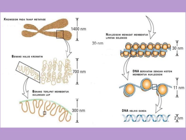 Famili gen, gen homeobox, struktur dan komponen penyusun kromosom