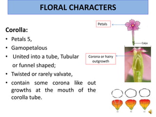 Family apocynaceae | PPT