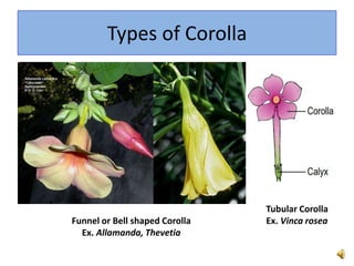 Family apocynaceae | PPT