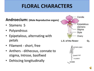Family apocynaceae | PPT
