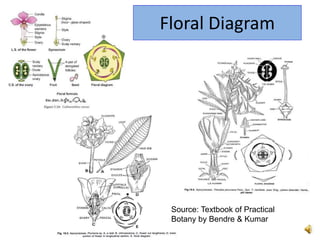 Family apocynaceae | PPT