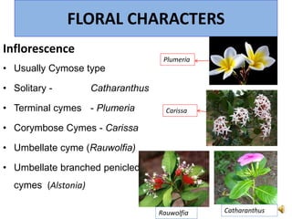 Family apocynaceae | PPT