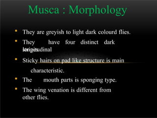 Family_-_Muscidae.pptxmmmmmmmmmmmmmmmmmmm | PPTX