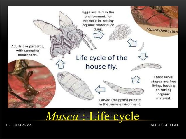 Family_-_Muscidae.pptxmmmmmmmmmmmmmmmmmmm | PPTX