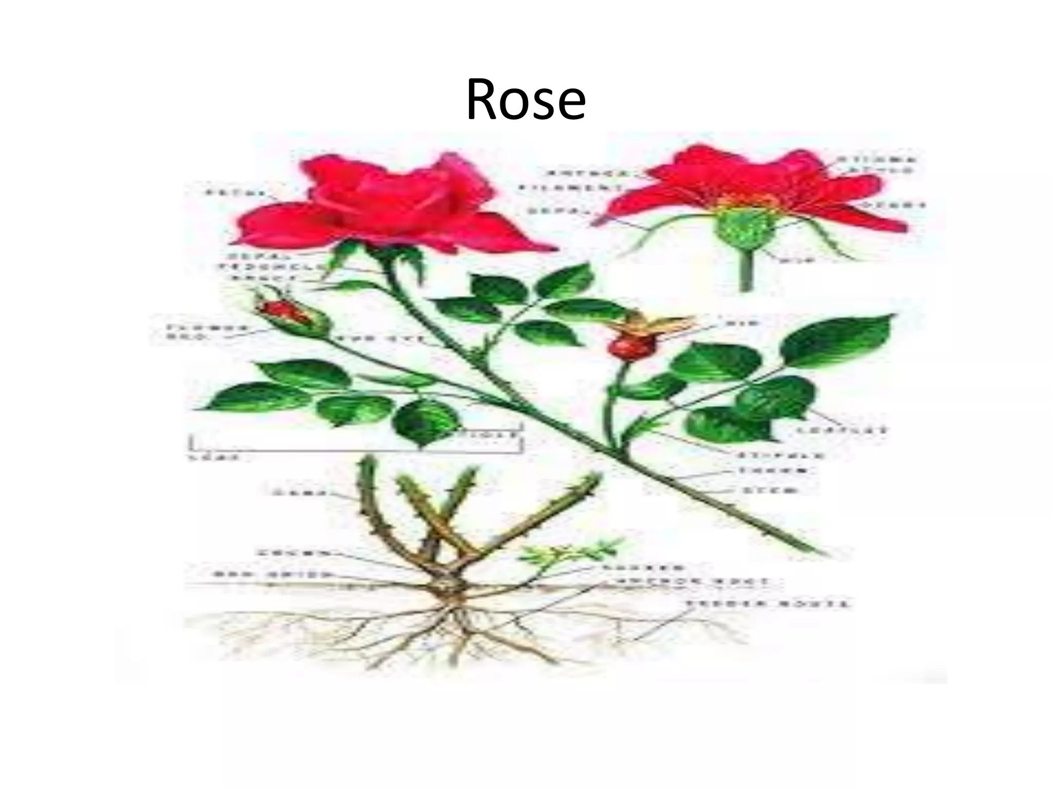 Family- Rosaceae.pptx