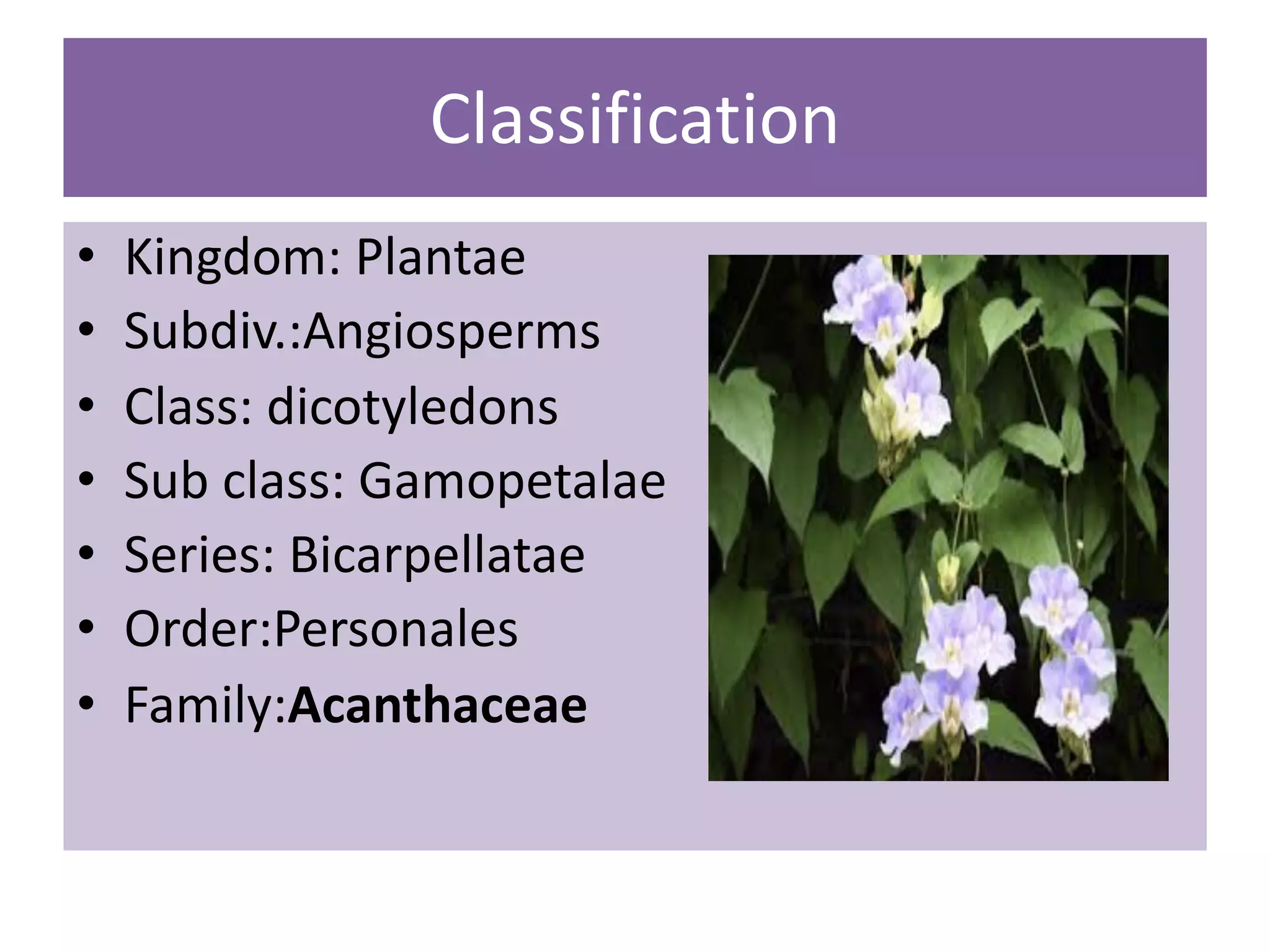 Taxonomy of Angiosperms: Family-Acanthaceae | PDF