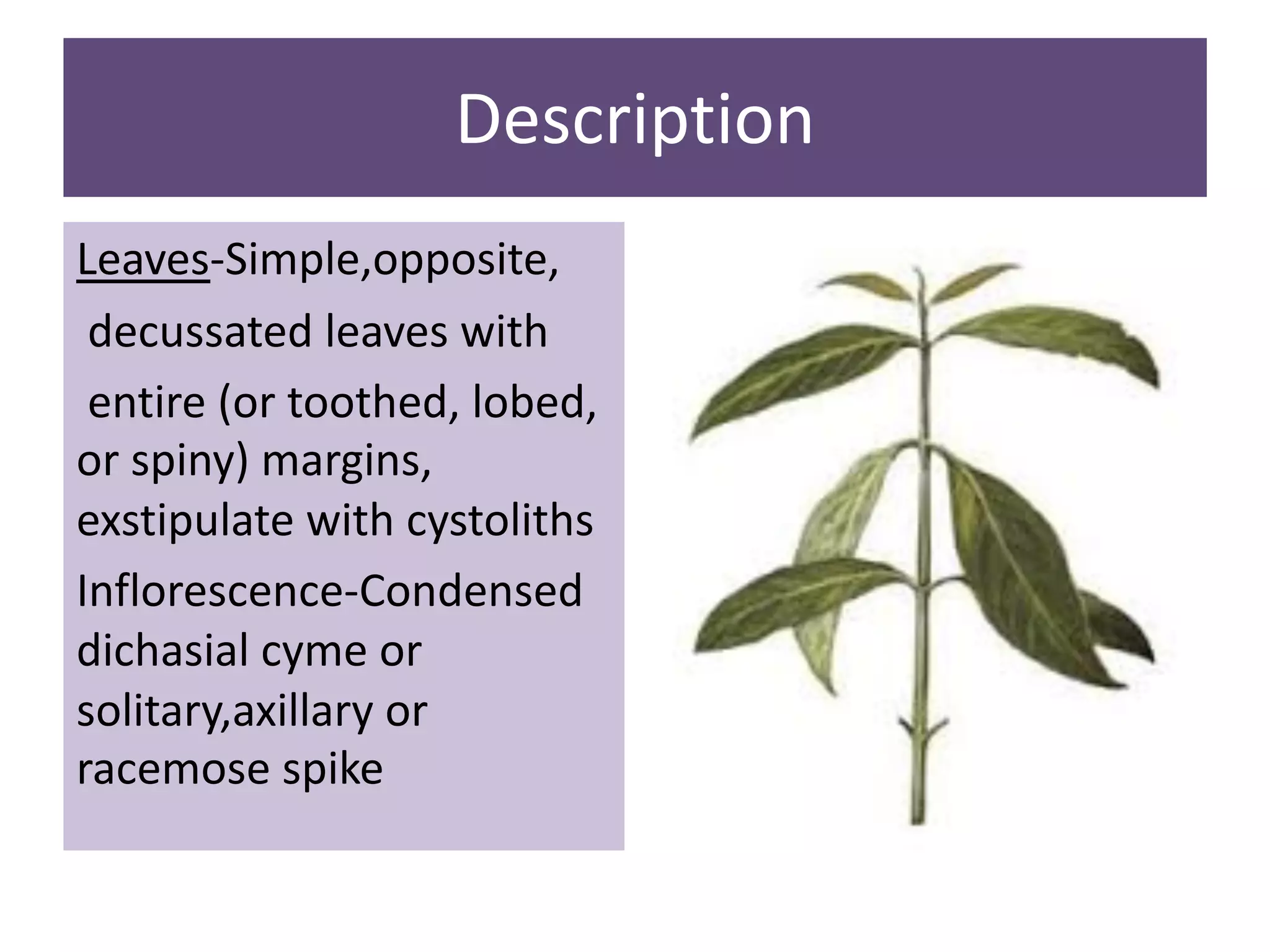 Taxonomy of Angiosperms: Family-Acanthaceae | PDF