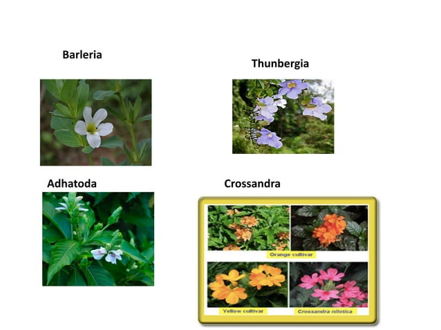 Taxonomy of Angiosperms: Family-Acanthaceae | PDF | Gardening | Home ...