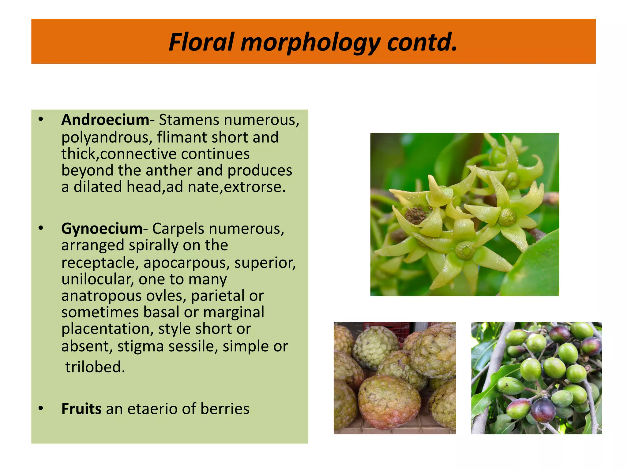 : Family Annonaceae | PDF
