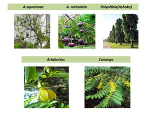 : Family Annonaceae | PDF
