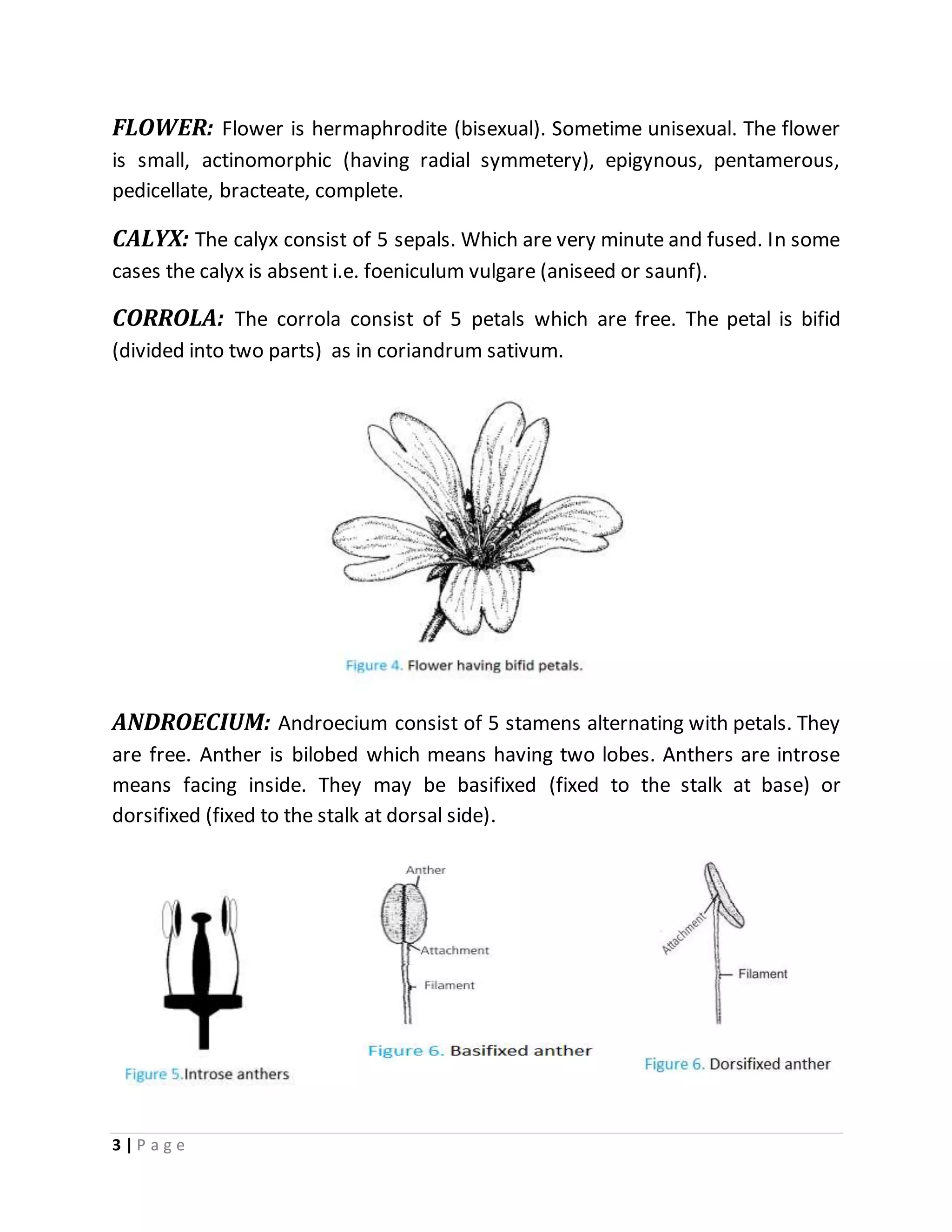 Family apiaceae | DOCX