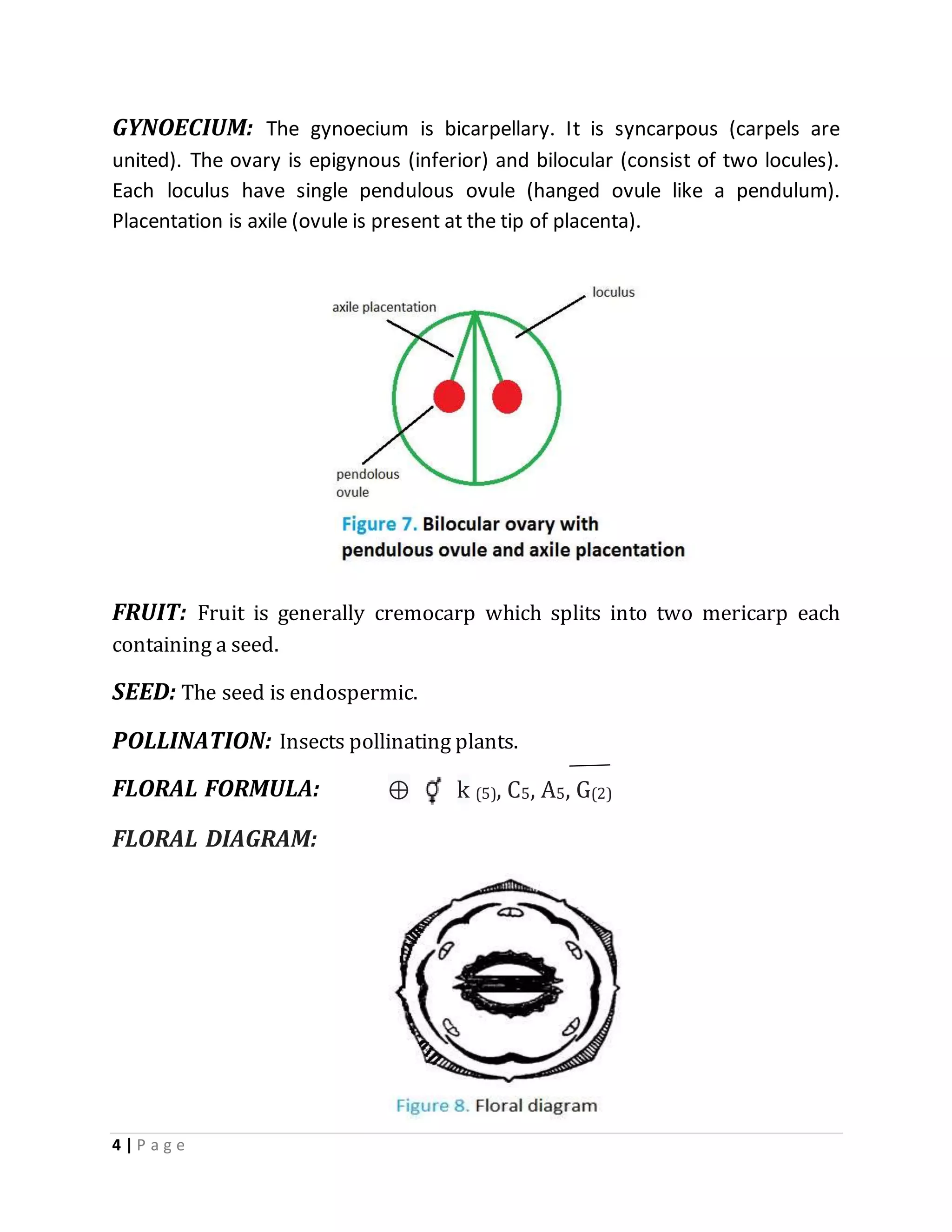 Family apiaceae | DOCX