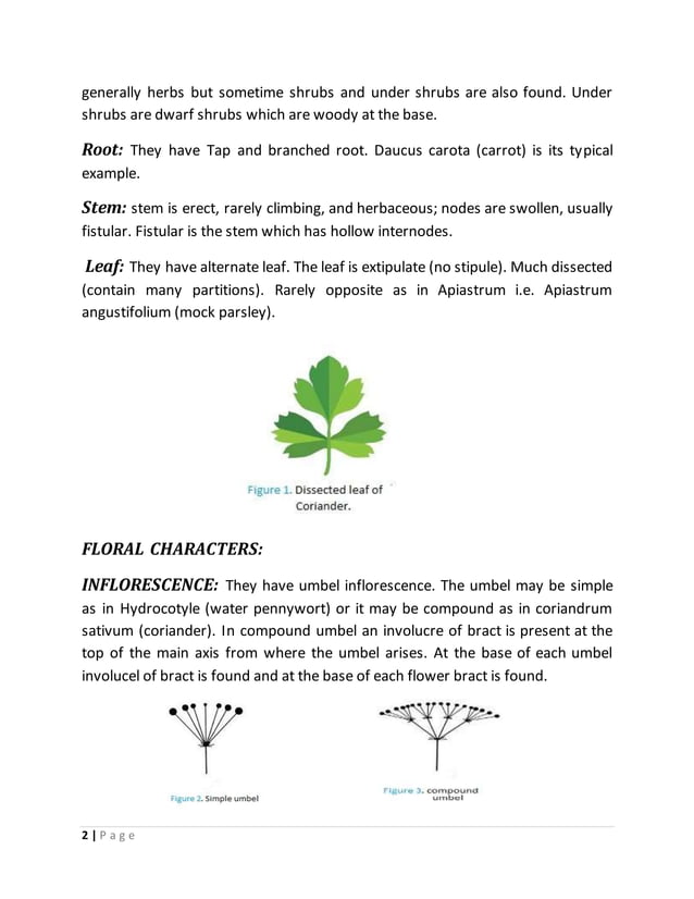 Family apiaceae | DOCX