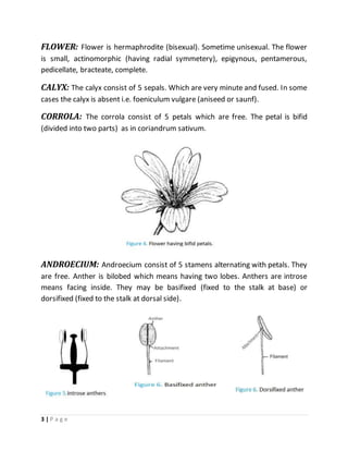 Family apiaceae | DOCX