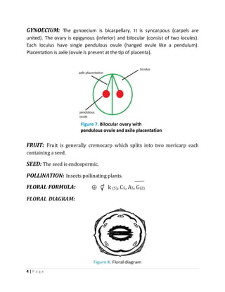 Family apiaceae | DOCX
