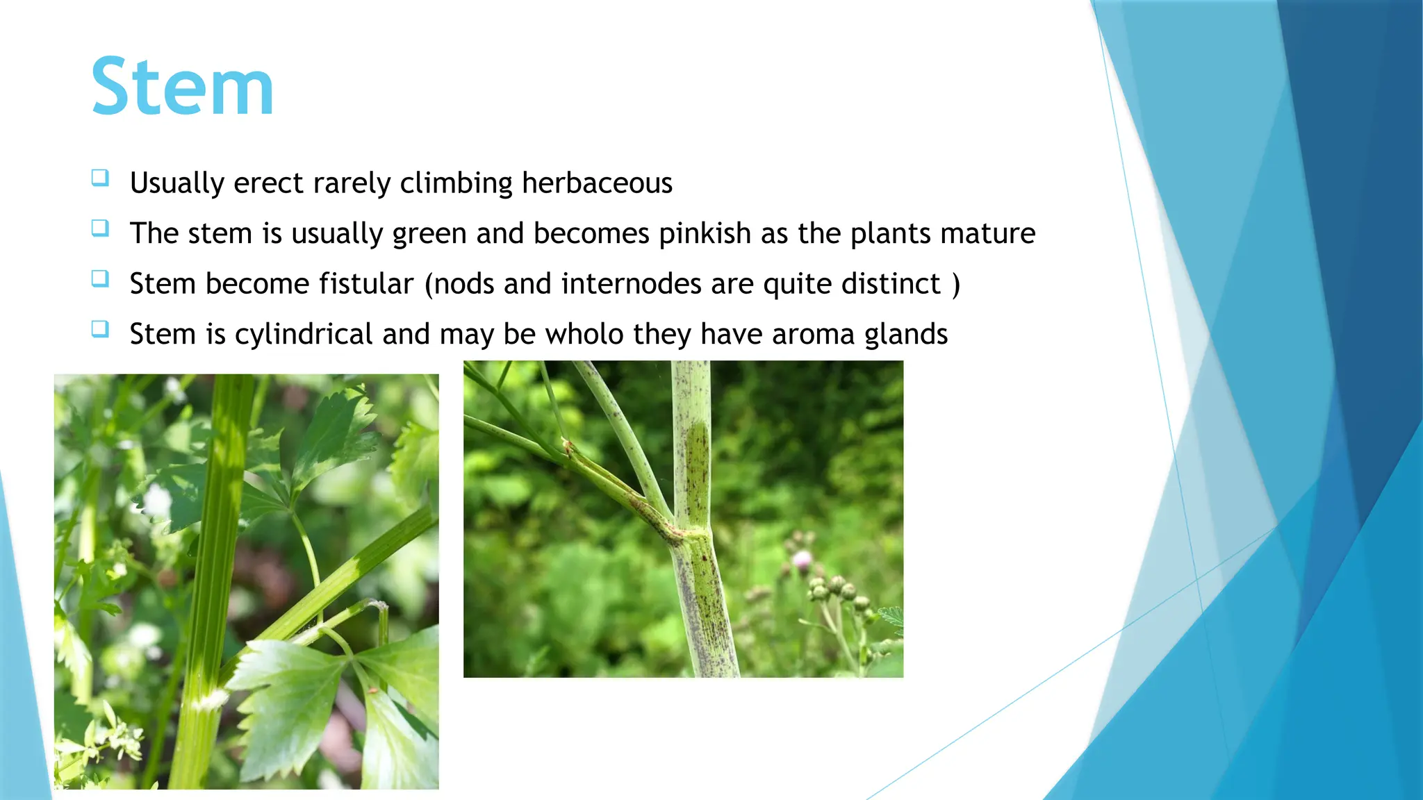 Family Apiaceae.ppt by Adeel Ahmad BS Botany | PPTX