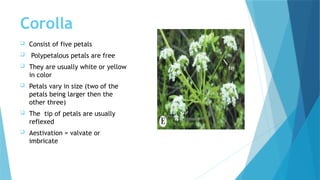 Family Apiaceae.ppt by Adeel Ahmad BS Botany | PPTX